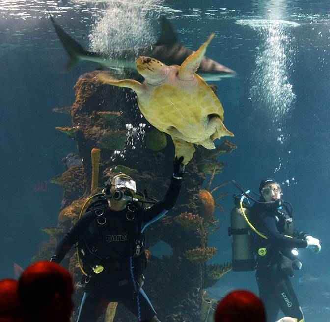 Volunteer/Intern - Wave Foundation